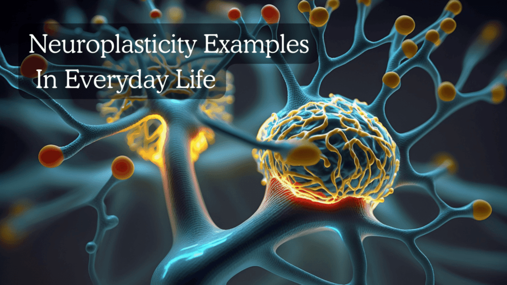 Neuroplasticity Examples In Everyday Life | Re-origin