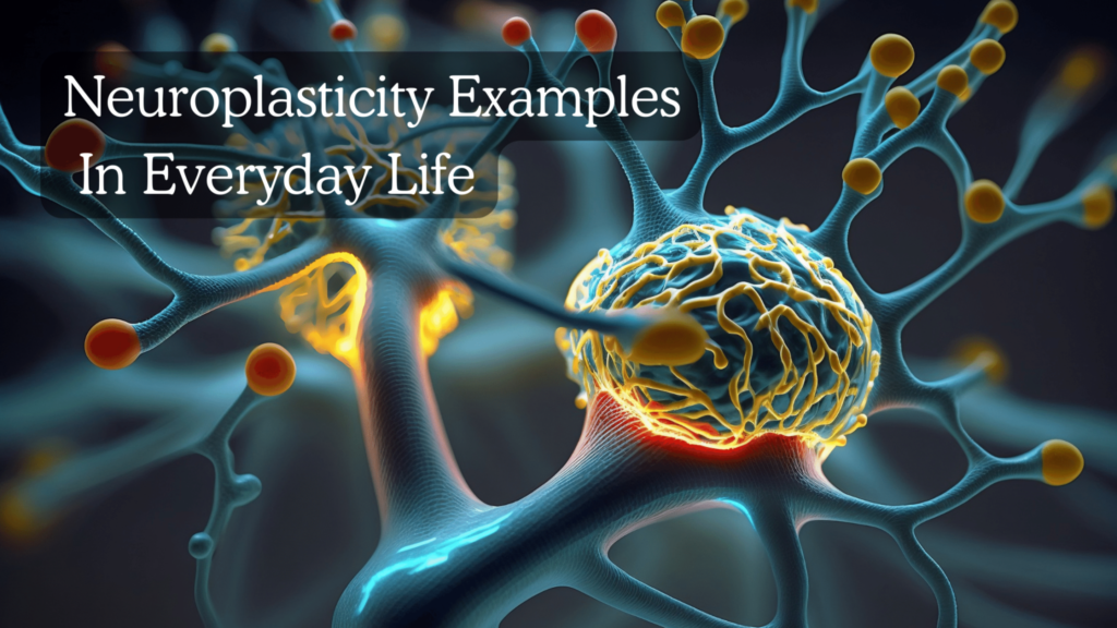 Neuroplasticity Examples In Everyday Life | Re-origin