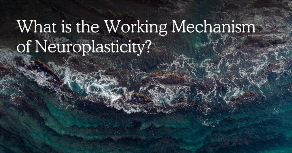 What Is The Working Mechanism Of Neuroplasticity?
