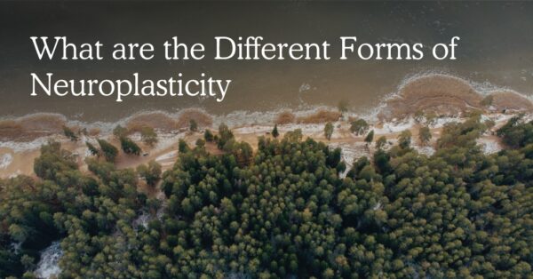 Types Of Neuroplasticity: Understanding Neuroplasticity | re-origin