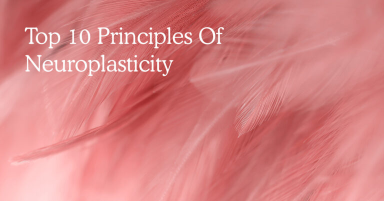 Top 10 Principles Of Neuroplasticity