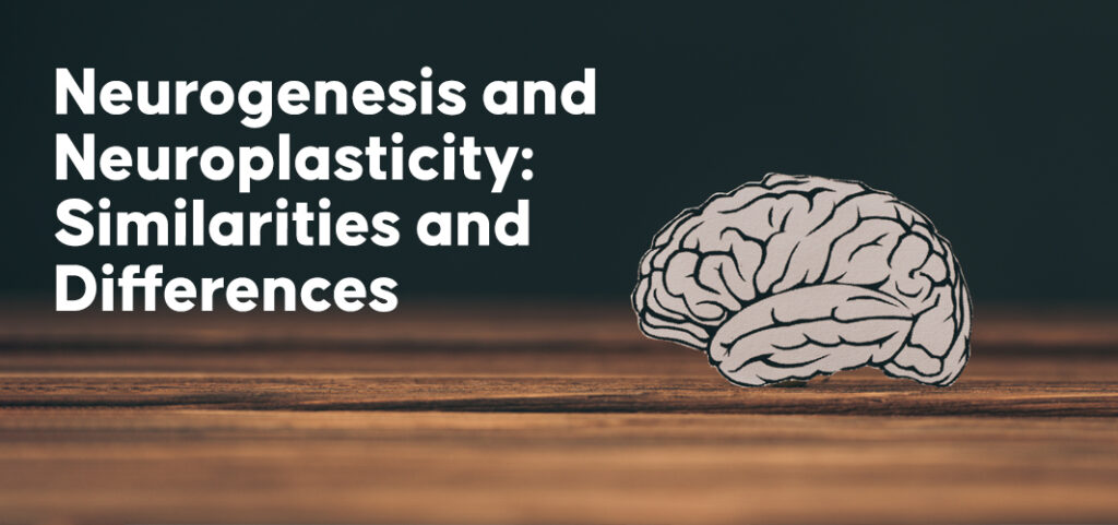 Neurogenesis And Neuroplasticity: Similarities And Differences